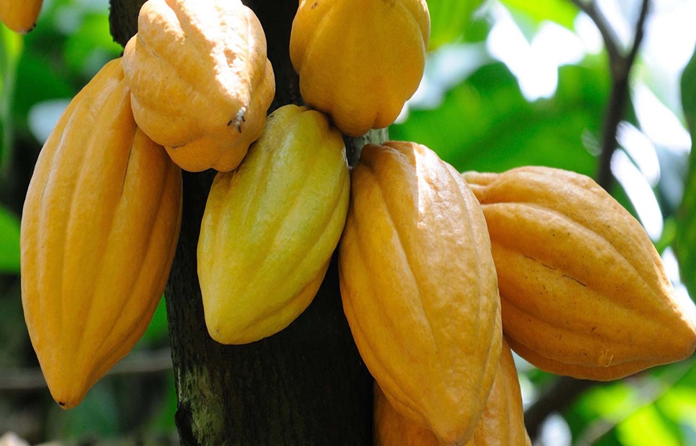 Produção de cacau no Brasil cai 34% devido estiagem.